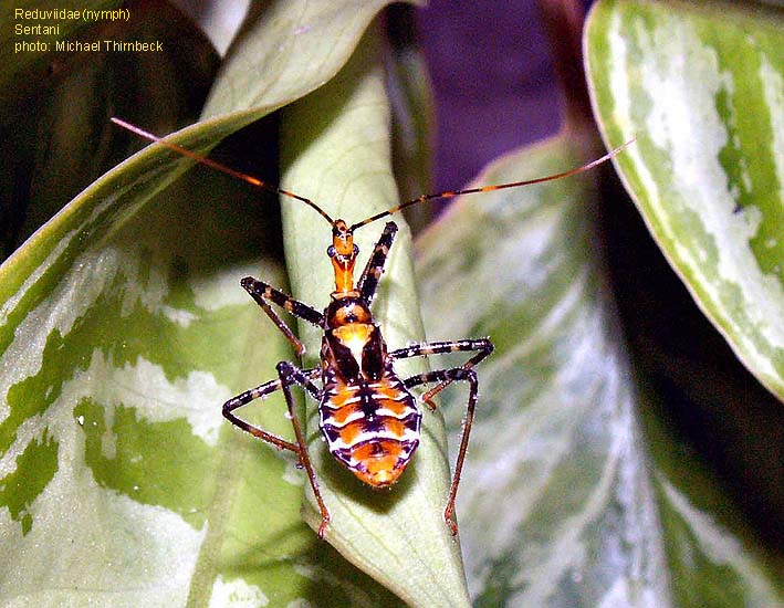 Papua Insects Foundation (Hemiptera/Heteroptera)